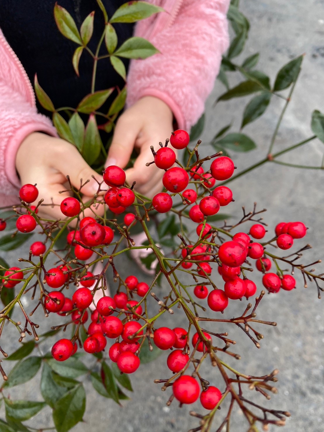 どんど焼き | mammal-まんまる-